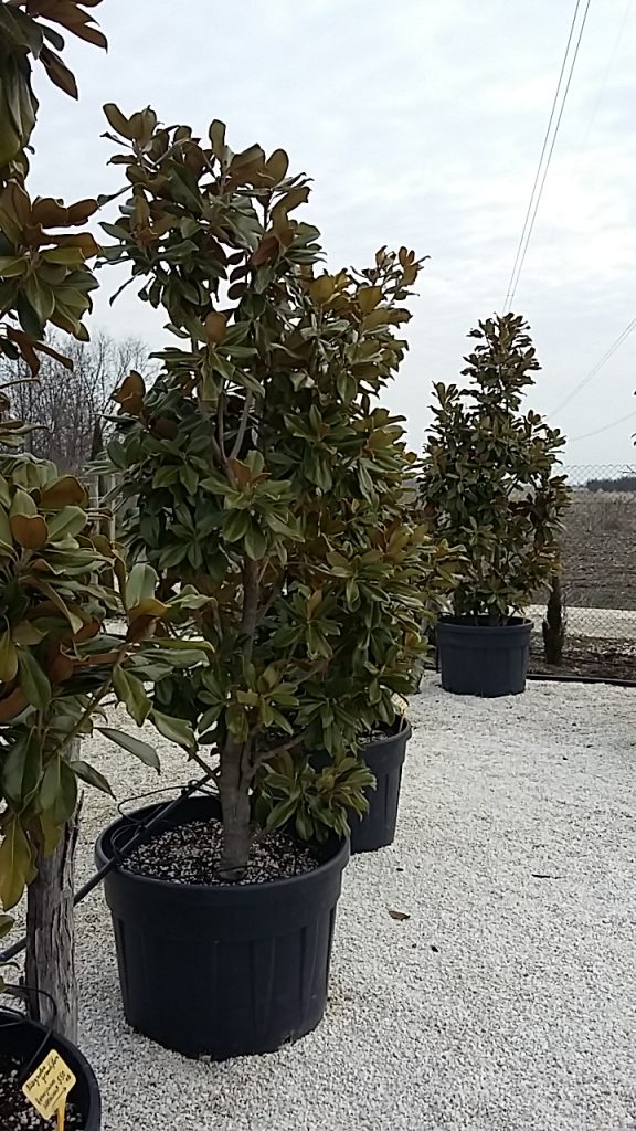 Magnolia grandiflora Goliath | ОЛЕА - Декоративна растителност