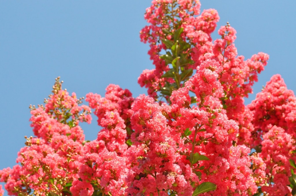 Lagerstroemia watermelon | ОЛЕА - Декоративна растителност
